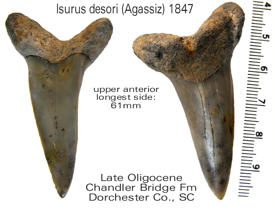 掠食性鼠鲨时代 - 哔哩哔哩