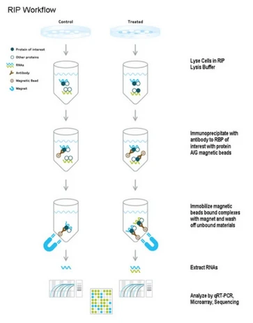 RNA免疫沉淀 (RIP) 实验方案介绍及注意事项 - 哔哩哔哩