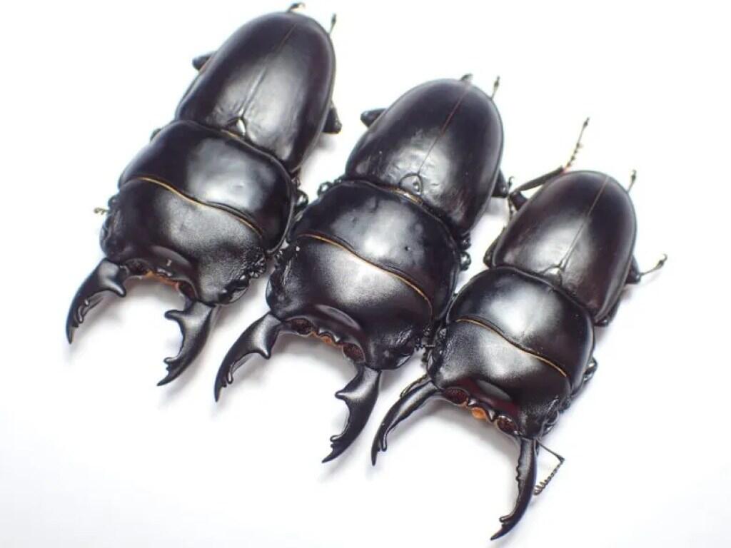 真假扁锹 - 哔哩哔哩