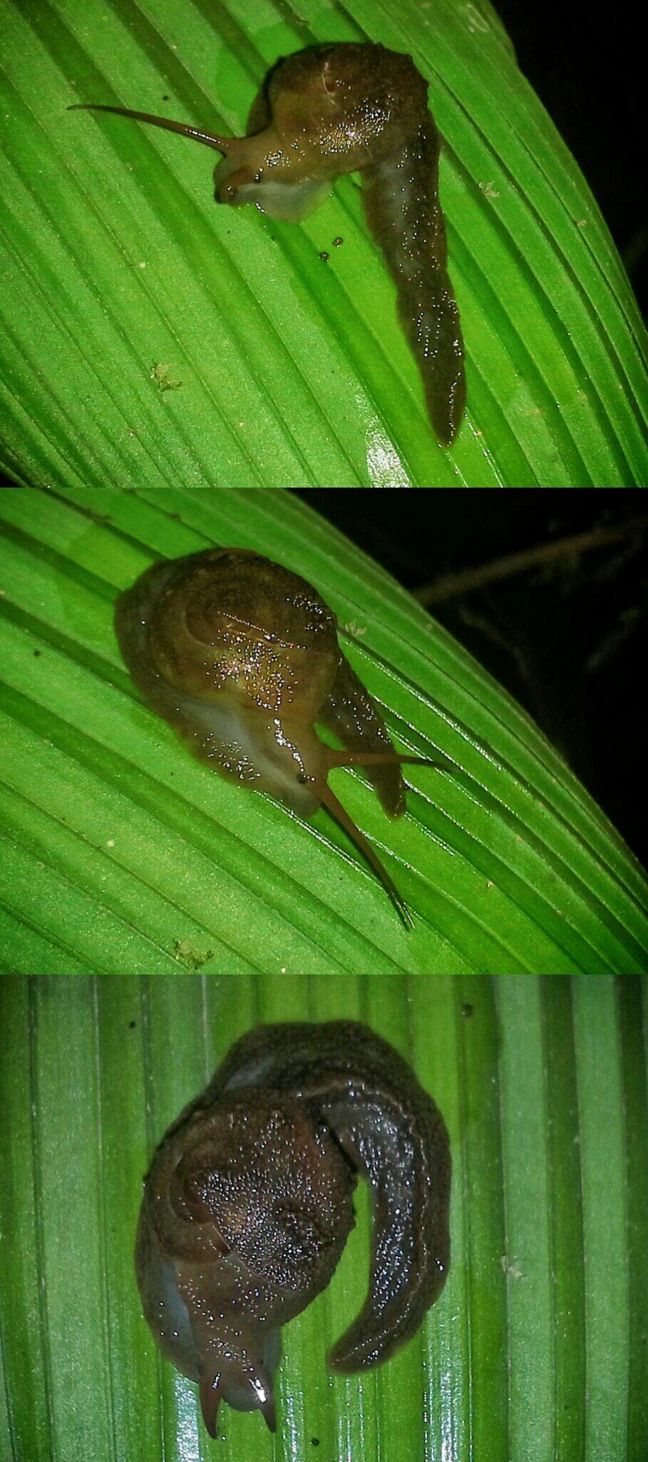 按总科盘点“陆螺”——陆生非柄眼类腹足类（上） - 哔哩哔哩