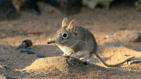 动物图鉴——非洲兽总目（一） - 哔哩哔哩