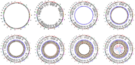 科研代码分享|R可视化：高分文章绘图之基于RCircos包的多类型圈图绘制 - 哔哩哔哩