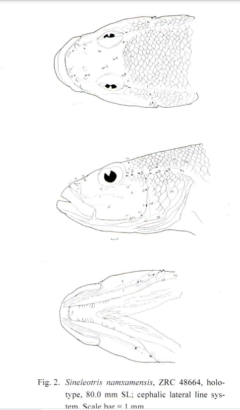 【水】图贴·东亚沉睡者·沙塘鳢科Odontobutidae Hoese & Gill, 1993 - 哔哩哔哩