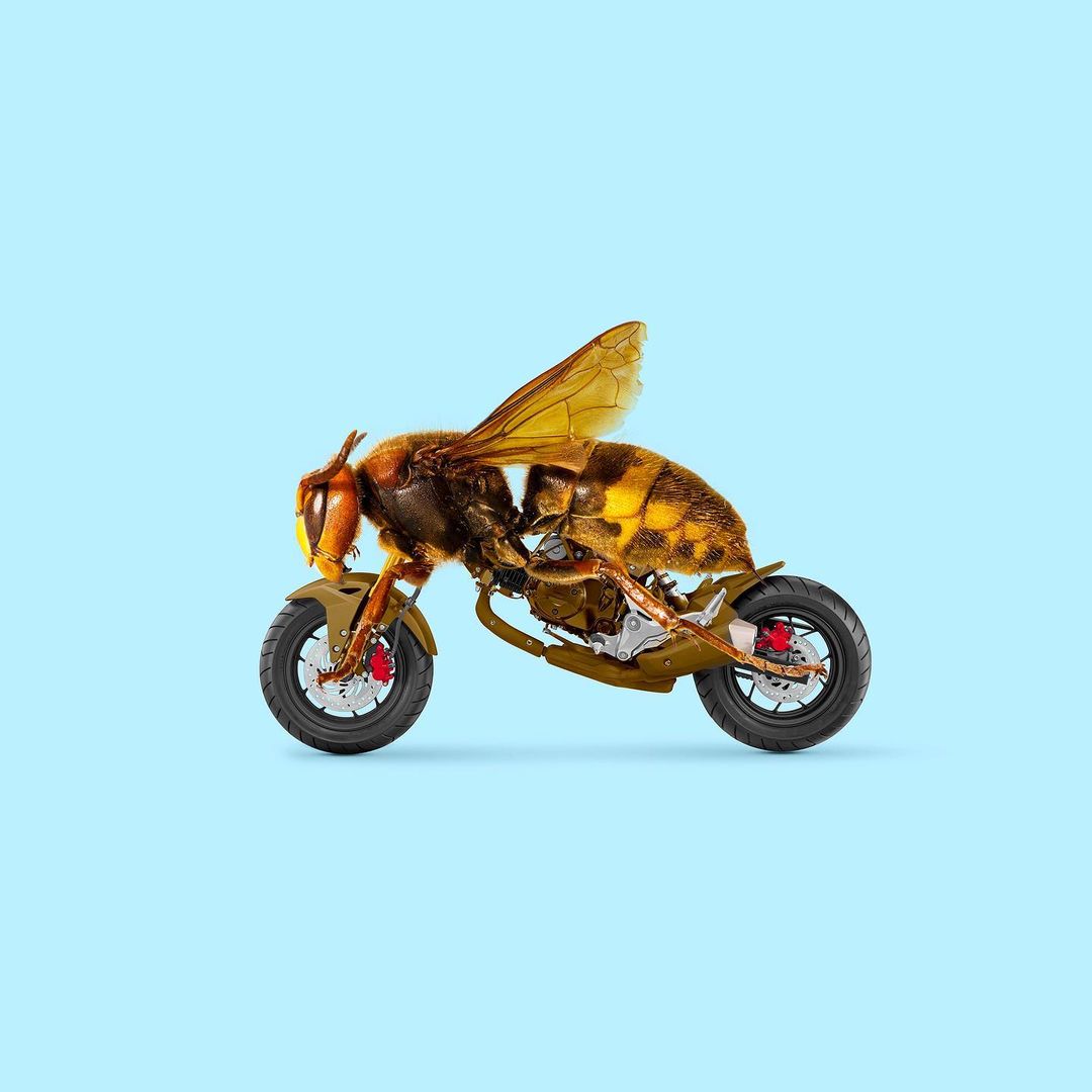 法国设计师Olivier Grossmann荒诞有趣动物食物等创意合成作品赏析 - 哔哩哔哩