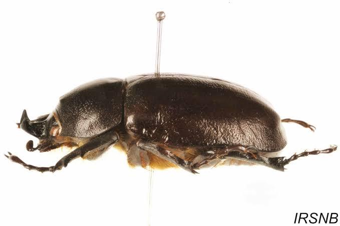 姬兜属(Xylotrupes)种与亚种整理 - 哔哩哔哩