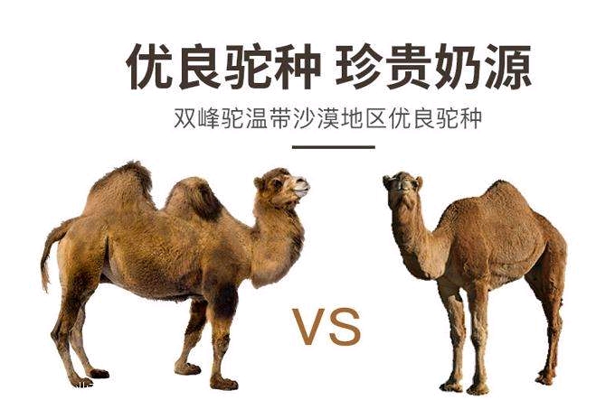 单峰骆驼与双峰骆驼的区别，看完你就明白了 - 哔哩哔哩
