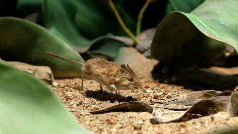 动物图鉴——非洲兽总目（一） - 哔哩哔哩