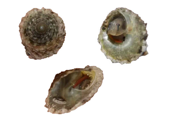 按总科盘点“陆螺”——陆生非柄眼类腹足类（上） - 哔哩哔哩