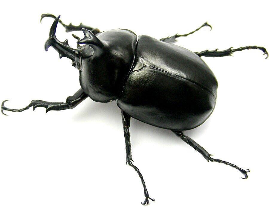 犀金龟族(Dynastini)-亚族及属种整合 - 哔哩哔哩