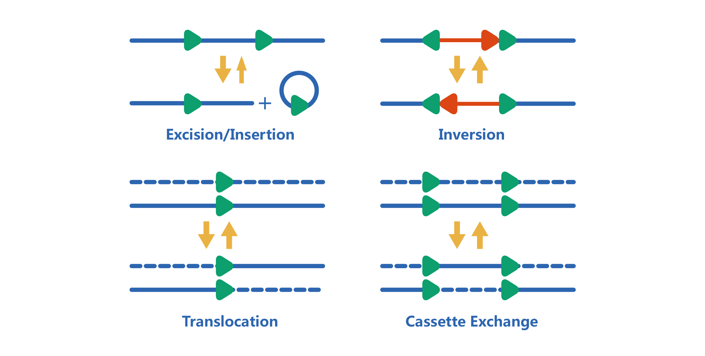 【维真生物】Cre重组酶_Cre/LoxP重组系统 - 哔哩哔哩
