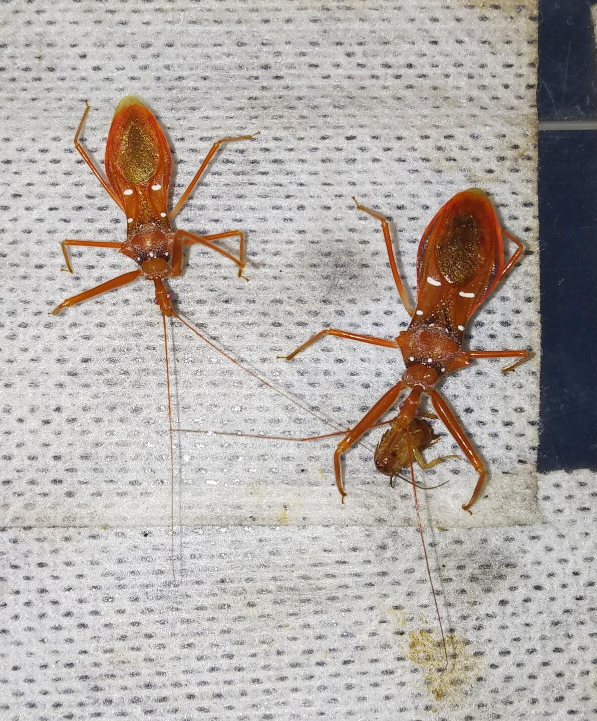 猎蝽的种类介绍：秀猎蝽Astinus siamensis Distant, 1903 - 哔哩哔哩