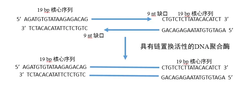 干货 | CUT&Tag核心酶Hyperactive PA/PG-Tn5 Transposase大解密 - 哔哩哔哩