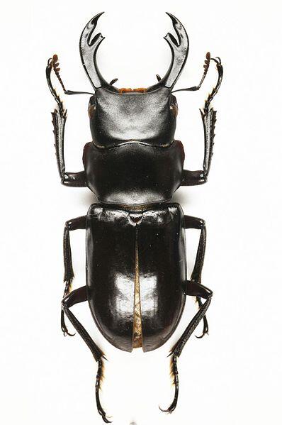 锹甲科-亚科\族\属整理3.0版（上篇） - 哔哩哔哩