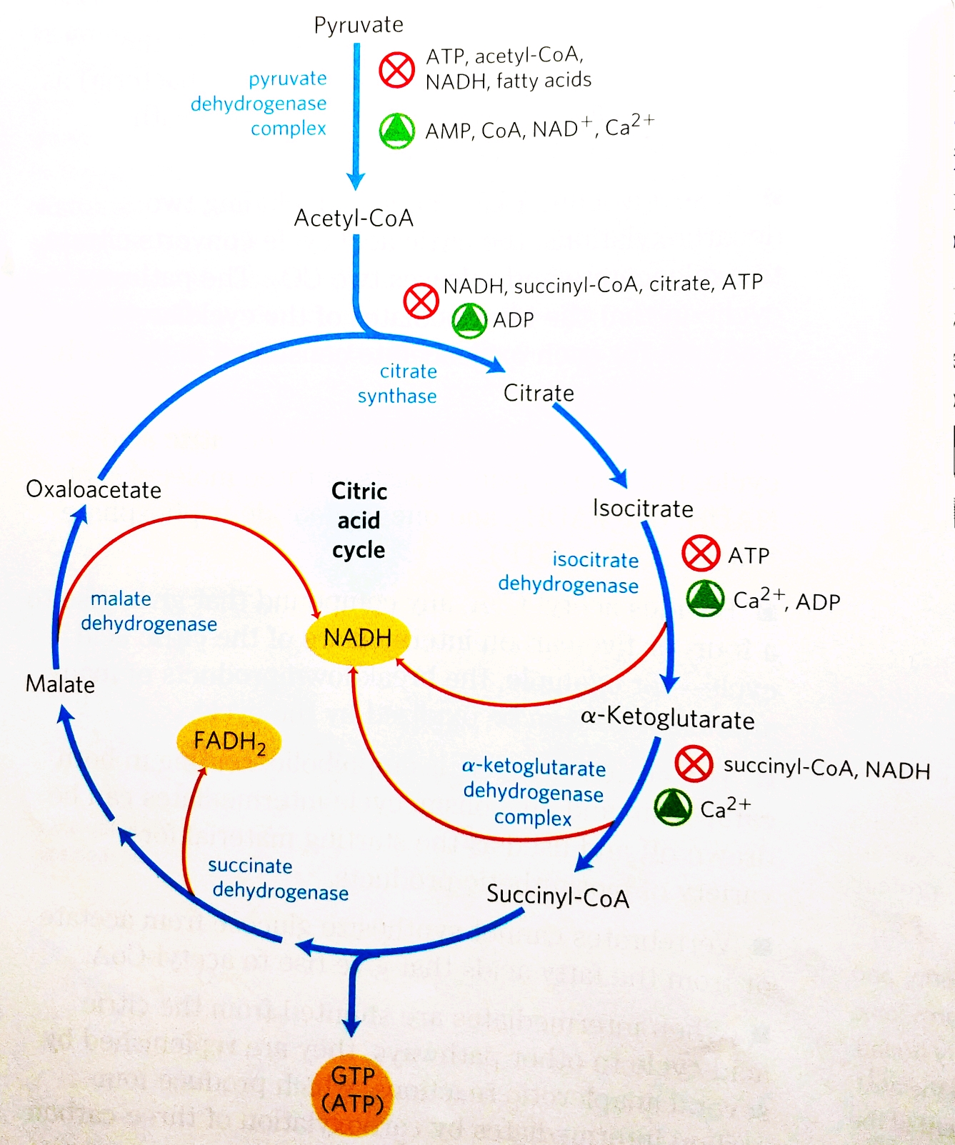 lehninger生化Ch16三羧酸循环 - 哔哩哔哩