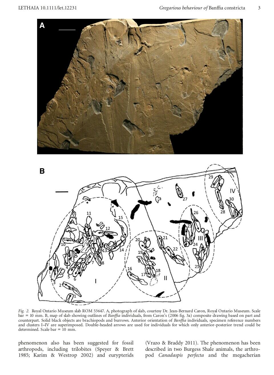 《无首者传：古虫动物概述》 - 哔哩哔哩