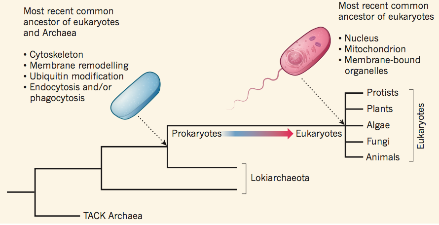遗传 进化与生态学 4 - Eukarya / Eukaryotic Origins - 哔哩哔哩