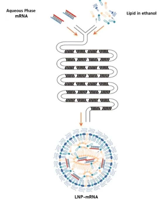 【耀文解读】mRNA大规模生产工艺：mRNA原液与mRNA-LNP成品 - 哔哩哔哩