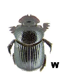 蜣螂-族与属整理（完结篇） - 哔哩哔哩