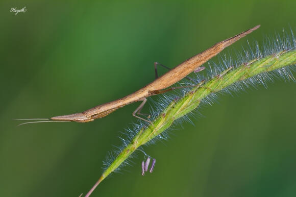 螳螂目商品分类 埃螳总科剩下的三科 - 哔哩哔哩