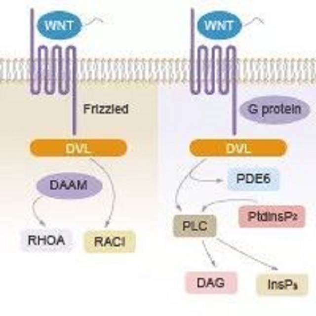 Wnt (wingless) / β-catenin通路中的小分子抑制剂 | MedChemExpress - 哔哩哔哩