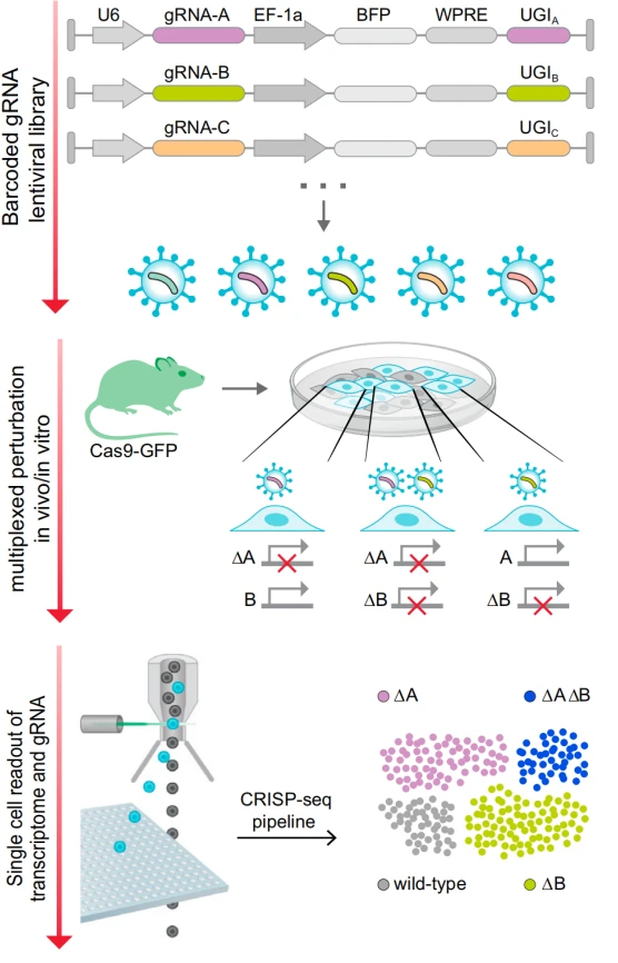 超详细！一文带你了解多种单细胞CRISPR筛选方法！ - 哔哩哔哩