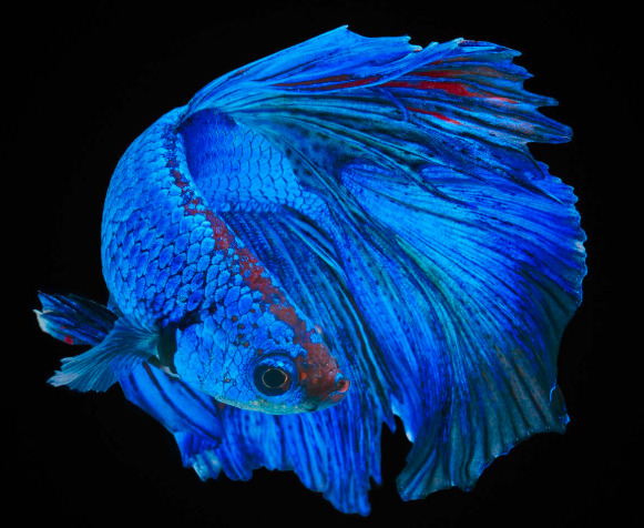 从零开始，新手如何饲养斗鱼？看这一篇就够了！ - 哔哩哔哩