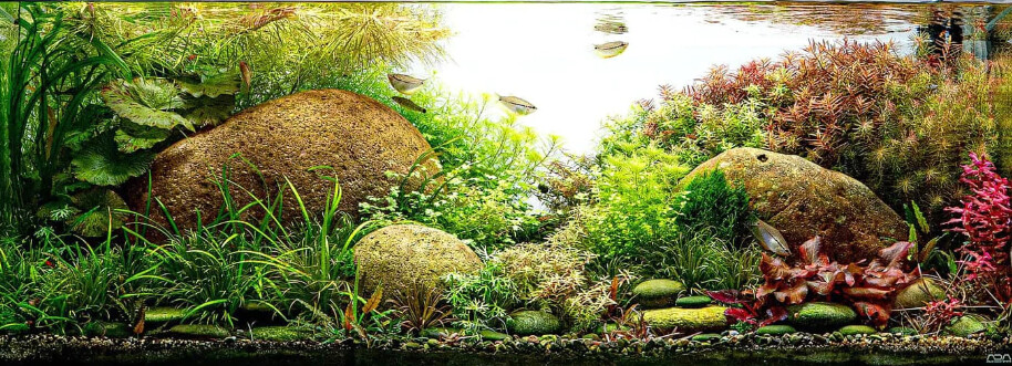 浅谈水草造景的美学渊源（一） - 哔哩哔哩