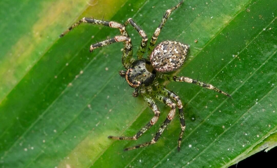 中国蟹蛛名录2.0版 - 哔哩哔哩