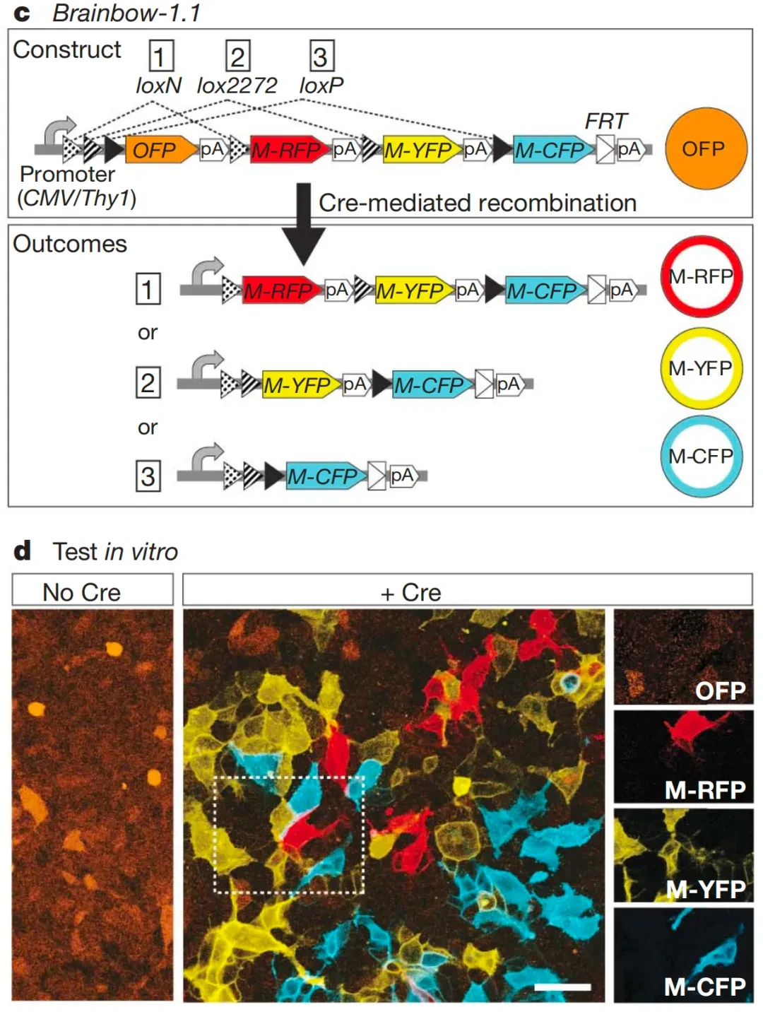 一文搞懂Cre-loxP条件性基因编辑 - 哔哩哔哩