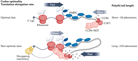 【耀文解读】mRNA篇|mRNA poly(A)尾在基因表达调控中的作用 - 哔哩哔哩
