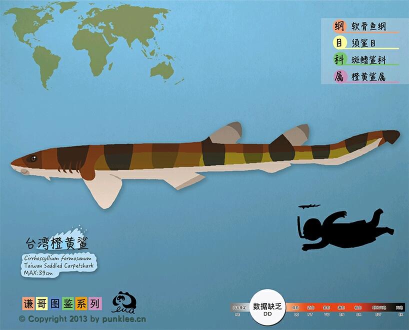 鲨鱼的大体分类――（一） - 哔哩哔哩