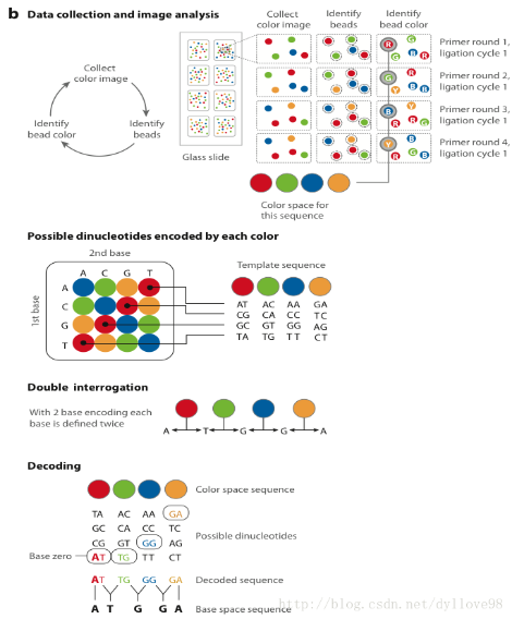高通量测序原理及其发展简介 - 哔哩哔哩