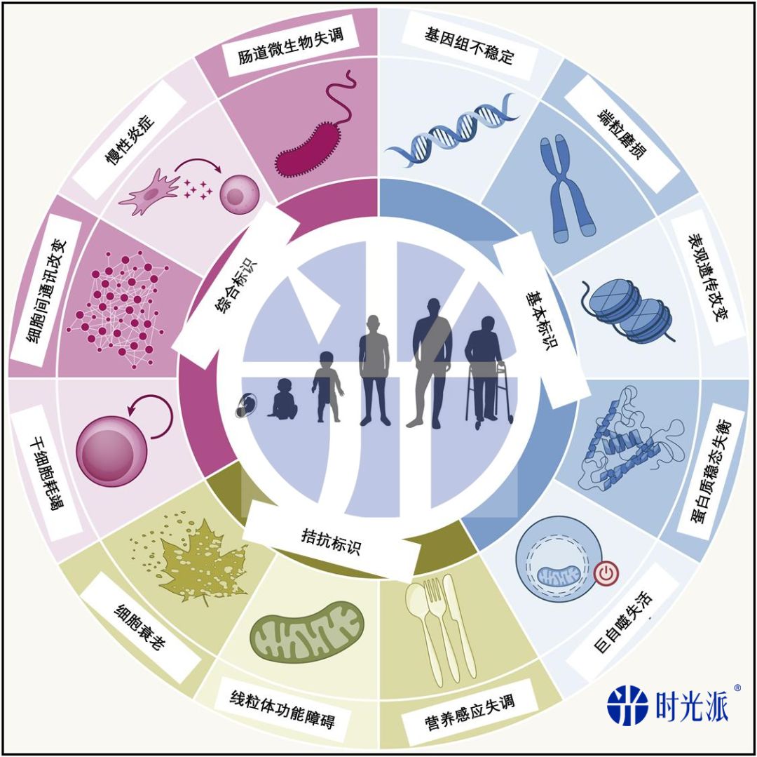 颠覆教科书！衰老”12大标识“新增炎症、自噬、微生物失调 哔哩哔哩