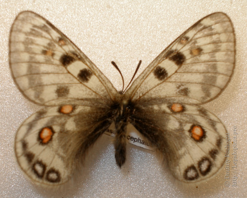 三十五种国内绢蝶属图录 - 哔哩哔哩