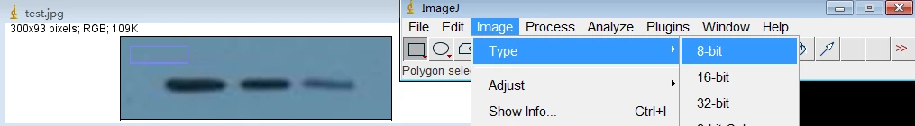 ImageJ惊艳登场！分分钟搞定WB条带灰度分析（内含免费软件包） - 哔哩哔哩