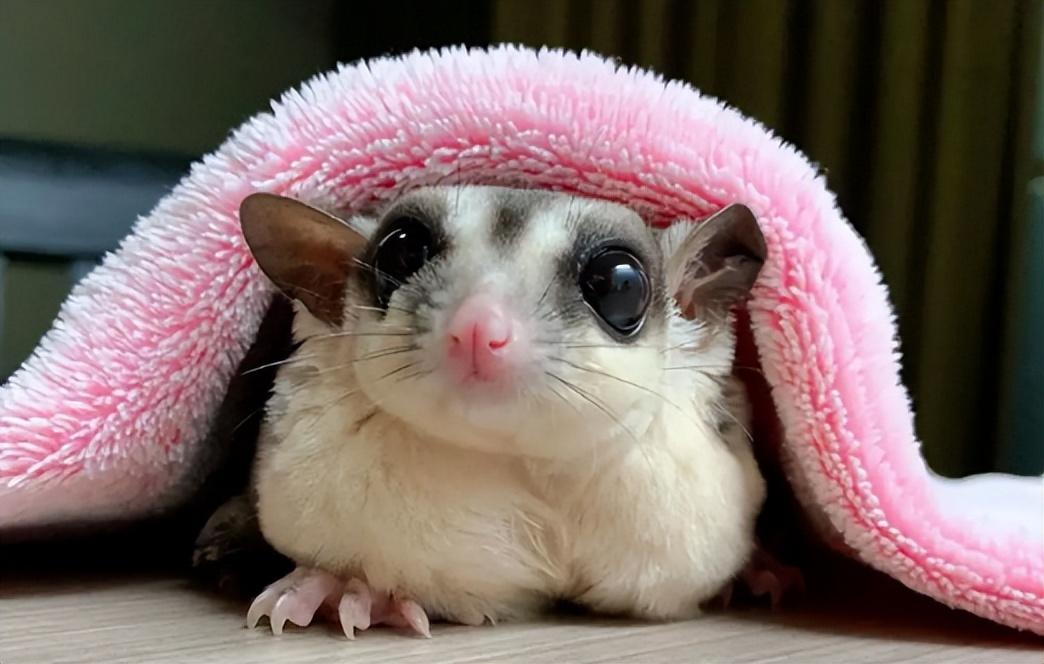 幼年蜜袋鼯怎么养？注意四个点就可以了 - 哔哩哔哩