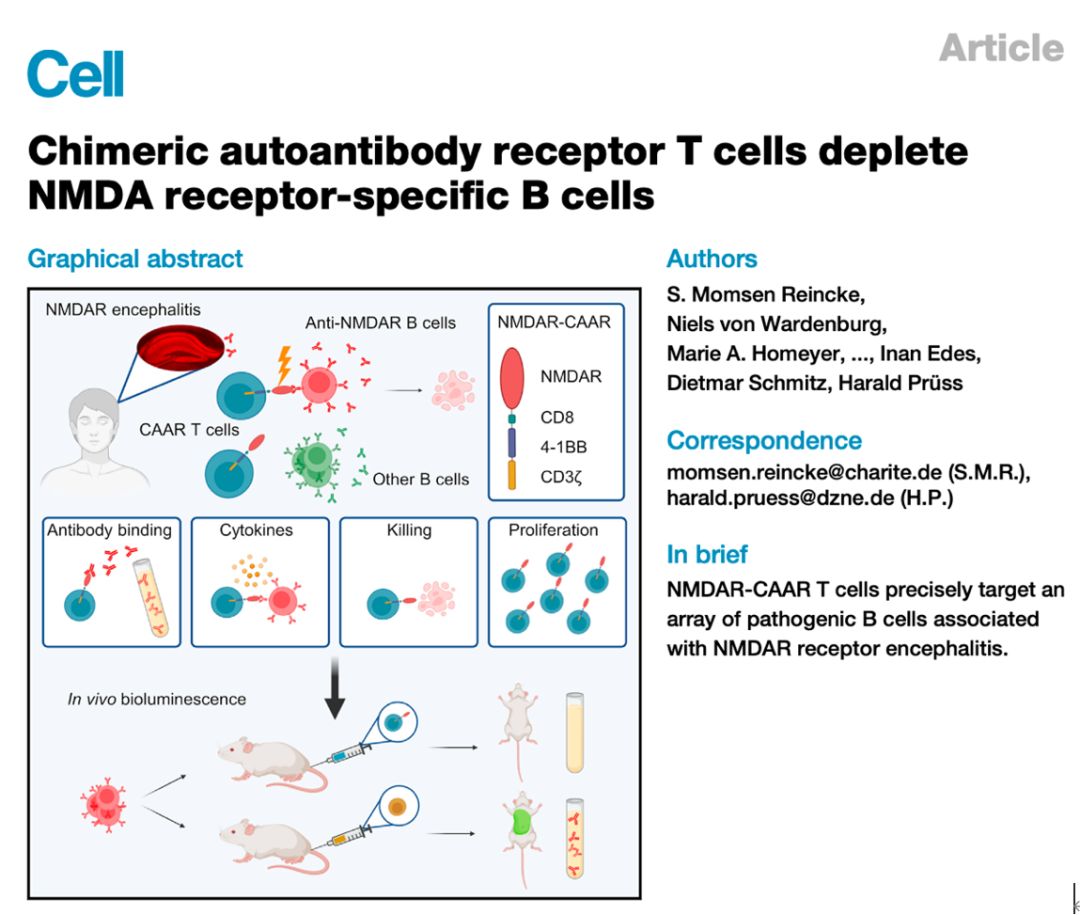 Cell：开发NMDAR特异性嵌合自身抗体受体T细胞治疗NMDAR脑炎 - 哔哩哔哩