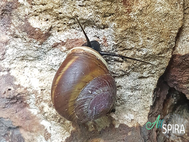 按总科盘点“陆螺”——陆生非柄眼类腹足类（上） - 哔哩哔哩