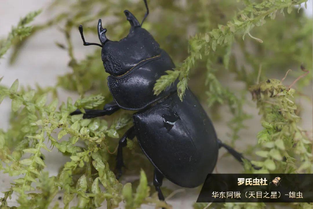 注意！安徽提升这两个锹甲物种保护等级 - 哔哩哔哩