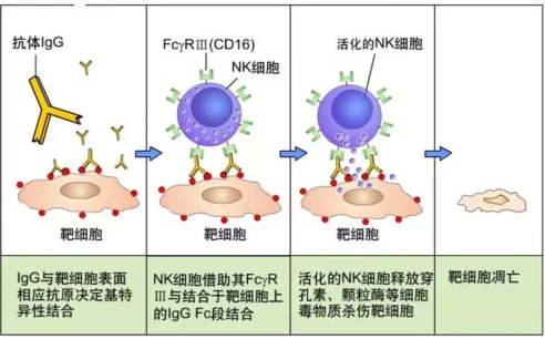 抗体三大作用机制：ADCC/ADCP/CDC - 哔哩哔哩