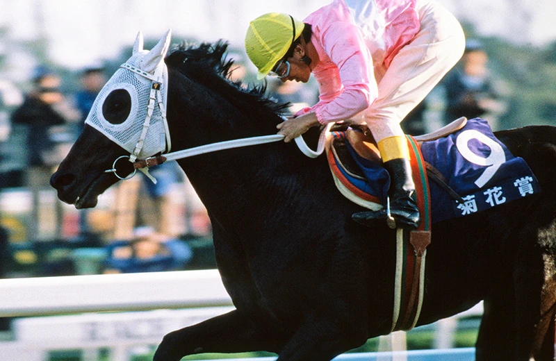 【全图鉴】日本JRA年度代表马（1954-2022） - 哔哩哔哩