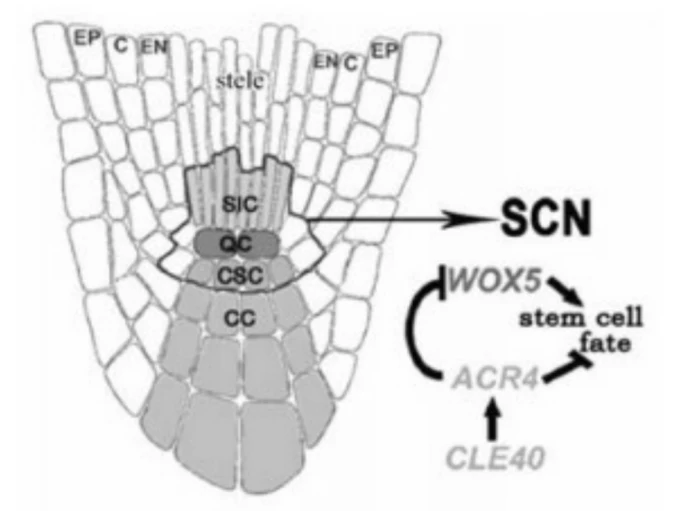 卷死自己（27）——浅述植物根顶端分生组织发育的调控机制 - 哔哩哔哩