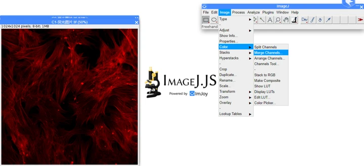 image J使用-荧光照片的合并、分割： - 哔哩哔哩