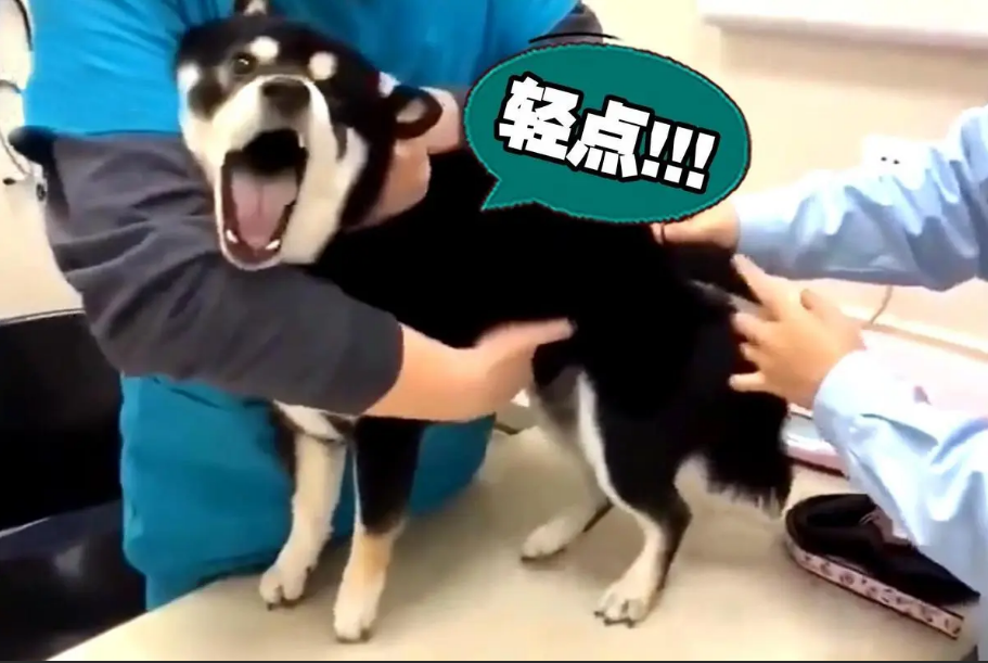 小时候常打的 屁股针”,为什么现在变少了? 哔哩哔哩