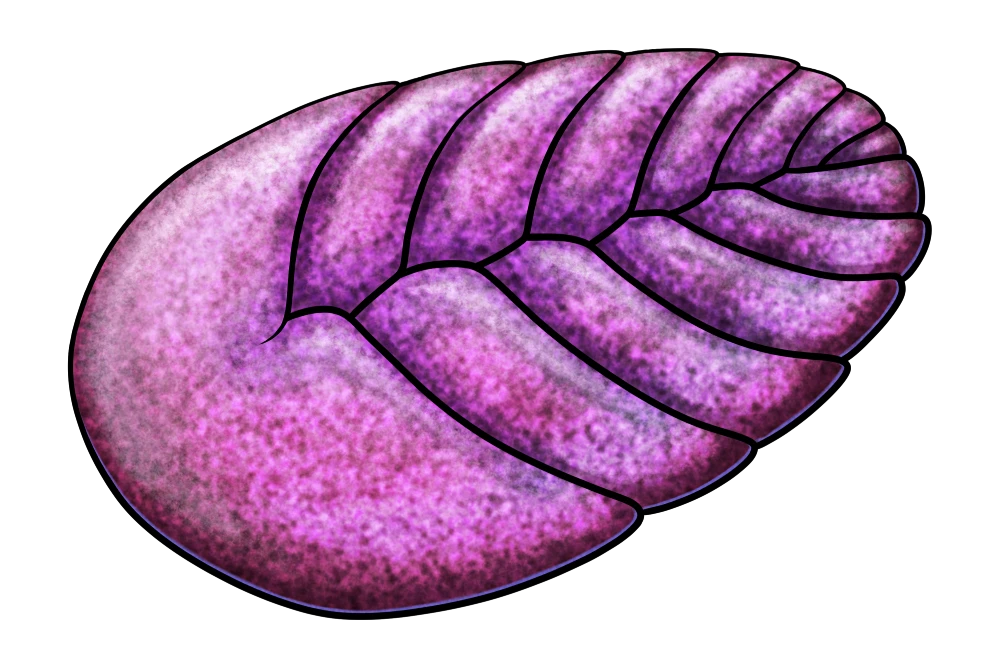 昙花一现，红映一时——前分节动物门（Proarticulata） - 哔哩哔哩