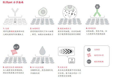 ELISpot实验步骤与原理示意图分析，及相关试剂盒推荐 - 哔哩哔哩