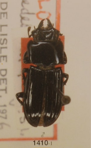 锹甲科-亚科\族\属整理3.0版（上篇） - 哔哩哔哩