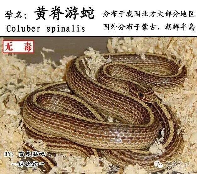 中国蛇类图鉴及名录2017(中) - 哔哩哔哩