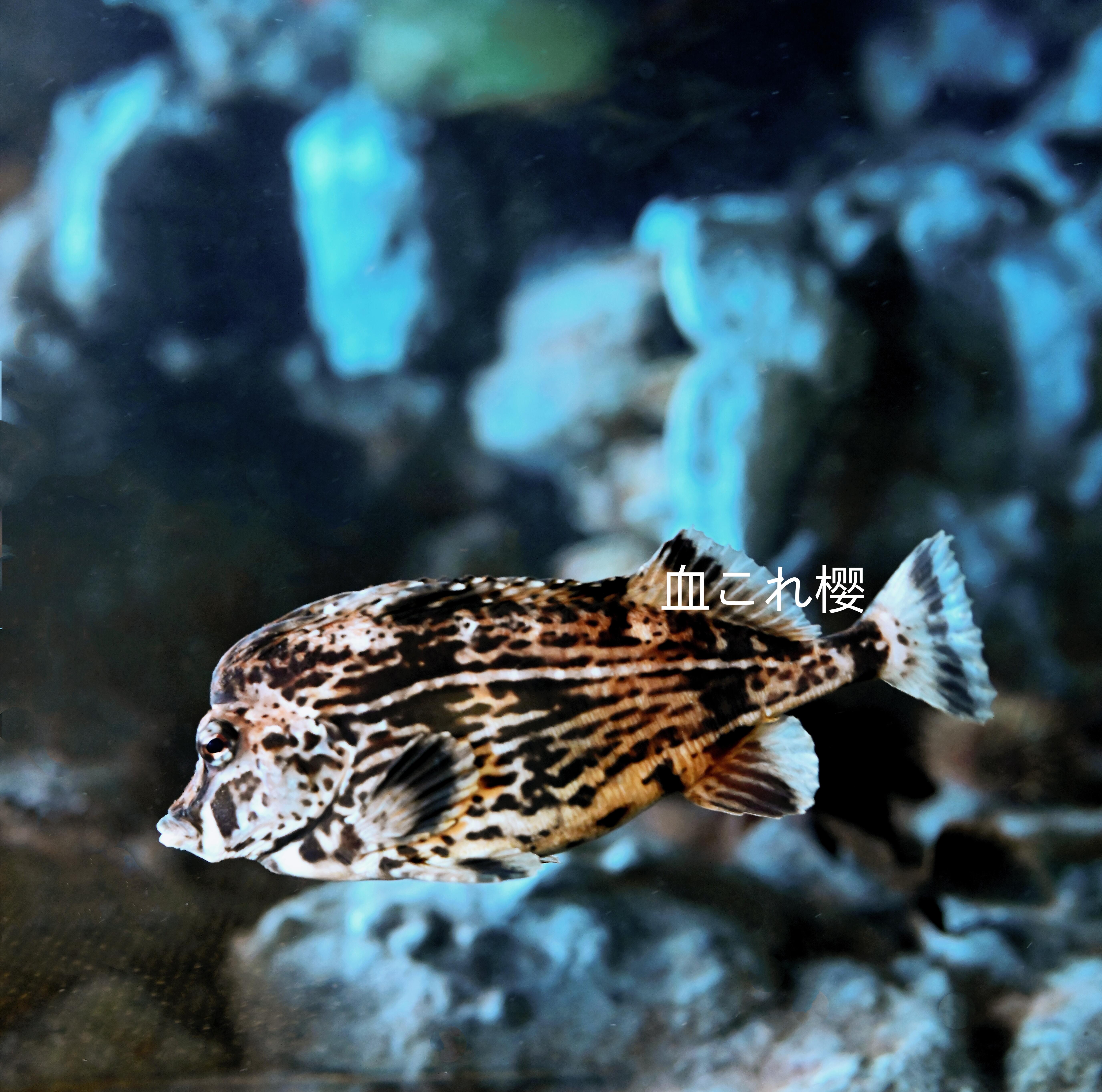 秘鲁前鳍鲉（Congiopodus peruvianus） - 哔哩哔哩