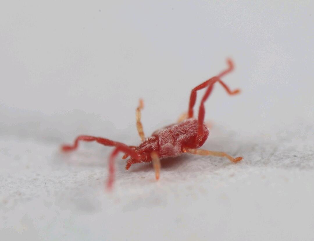 中国常见螨虫图鉴1.0 - 哔哩哔哩